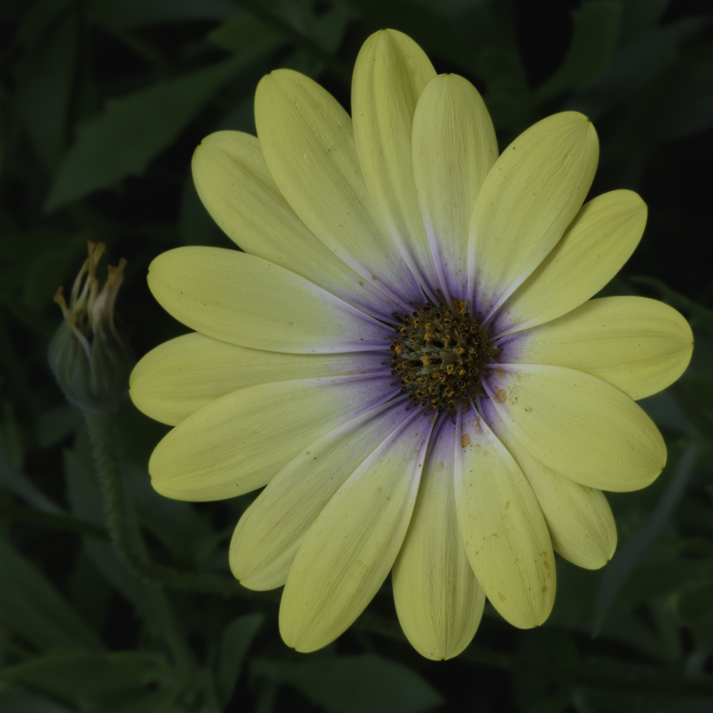 Colorful Symmetry - Heaven's Sunshine